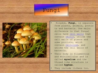 Five kingdom Classification System | PPT