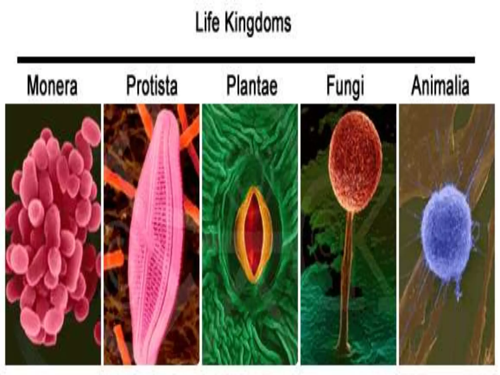 Five Kingdom Classification | PPTX