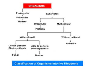 Five Kingdom Classification Flow Chart