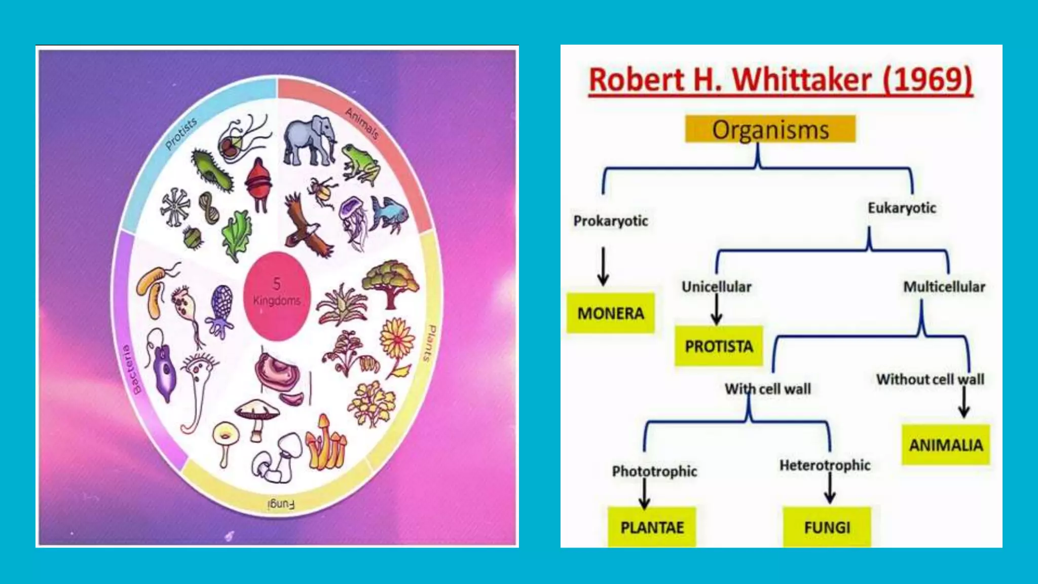 Five kingdom classification | PPTX