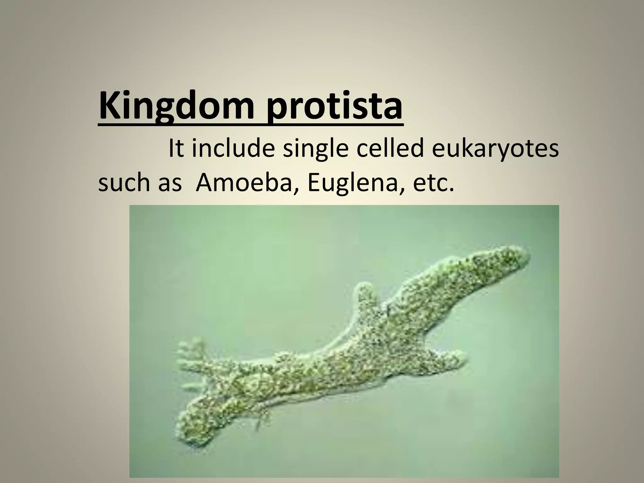 Five kingdom classification12 | PPTX