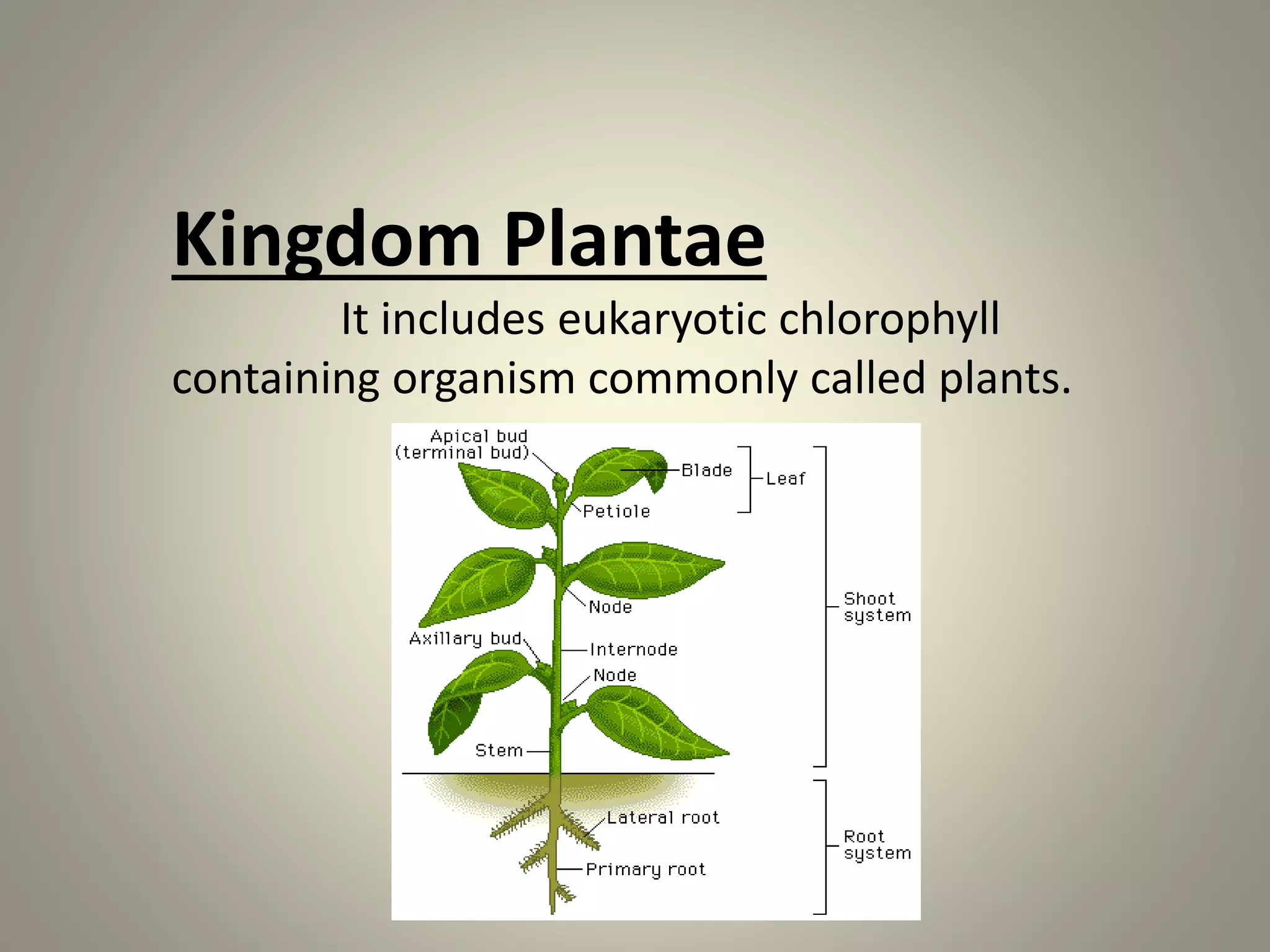 Five kingdom classification12 | PPTX