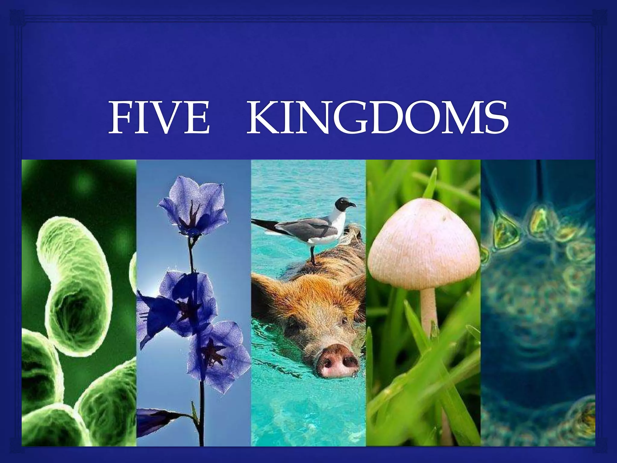 Five kingdoms 2 | PPTX