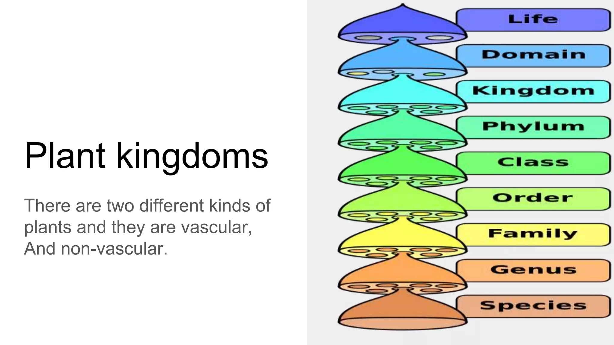 Five kingdoms projects | PPTX