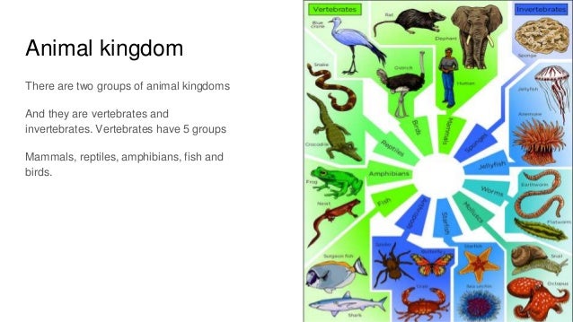 Five kingdoms projects