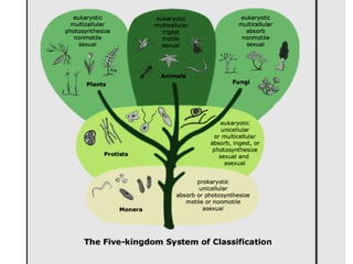 Five kingdom system | PDF