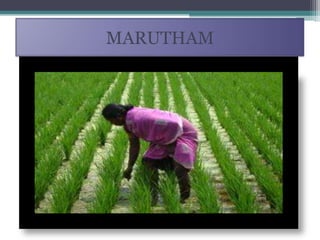 Five landscape of ancient tamilnadu(kurinji , mullai, marutham, neythal ...