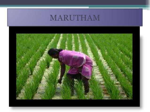 Five landscape of ancient tamilnadu(kurinji , mullai, marutham, neyth…