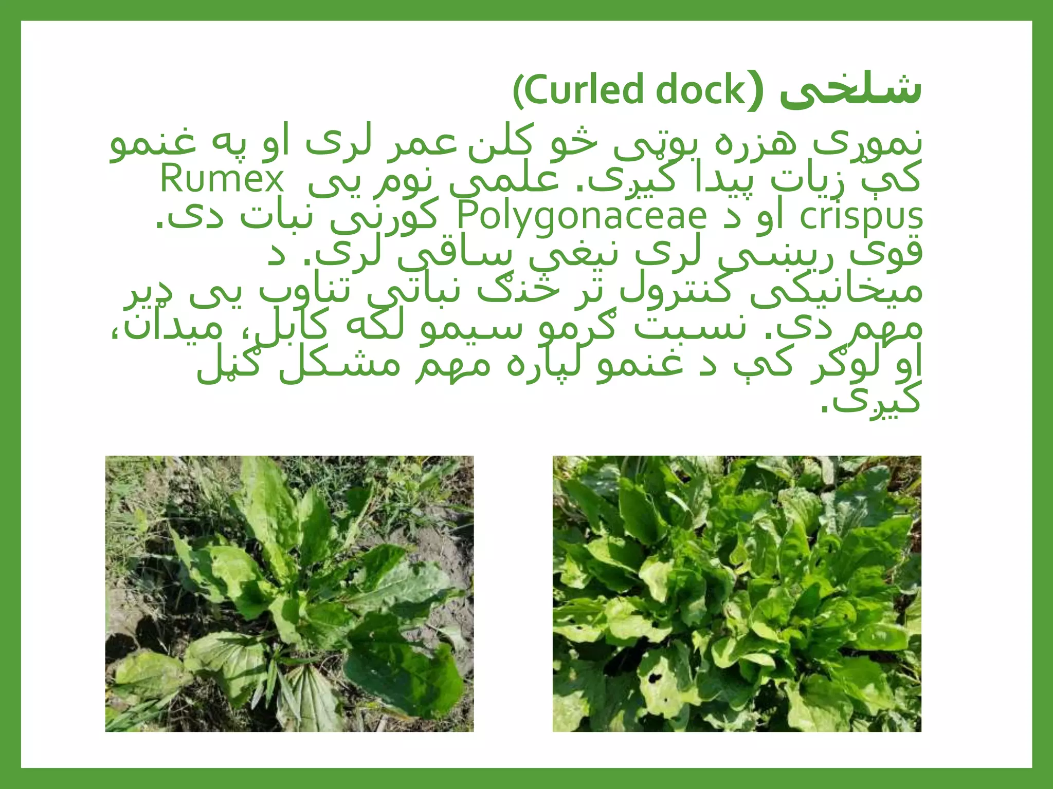 Five major weeds in afghanistan | PPTX