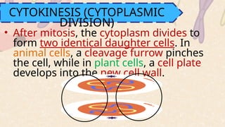 Biology- The Five Phases of Mitosis.pptx