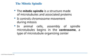 Biology- The Five Phases of Mitosis.pptx