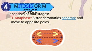 Biology- The Five Phases of Mitosis.pptx