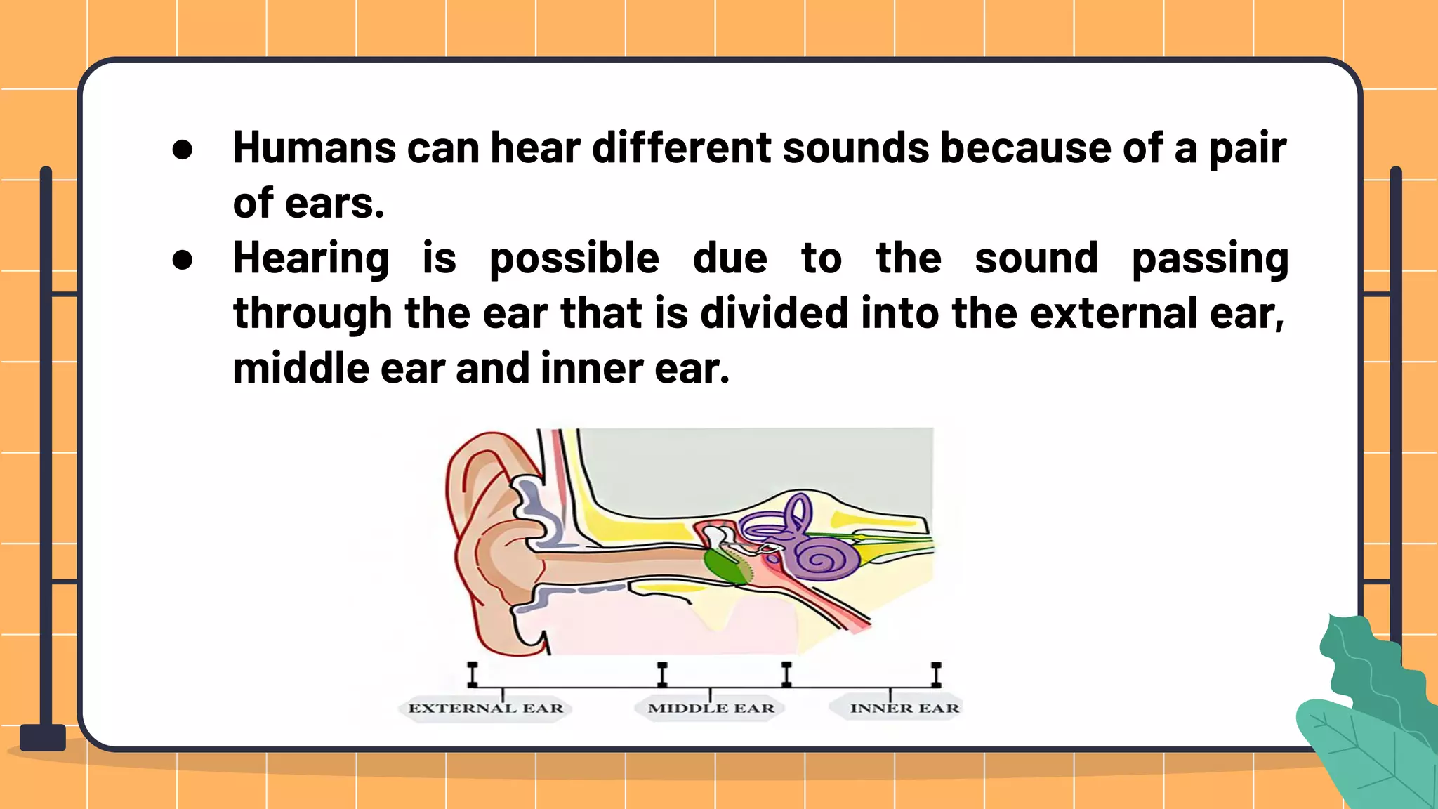 FIVE SENSES.pdf | Ear, Nose and Throat Conditions | Diseases and Conditions