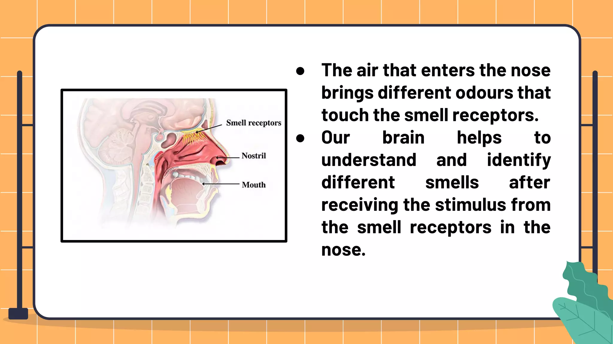 FIVE SENSES.pdf | Ear, Nose and Throat Conditions | Diseases and Conditions
