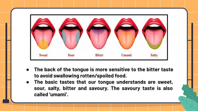 FIVE SENSES.pdf | Ear, Nose and Throat Conditions | Diseases and Conditions