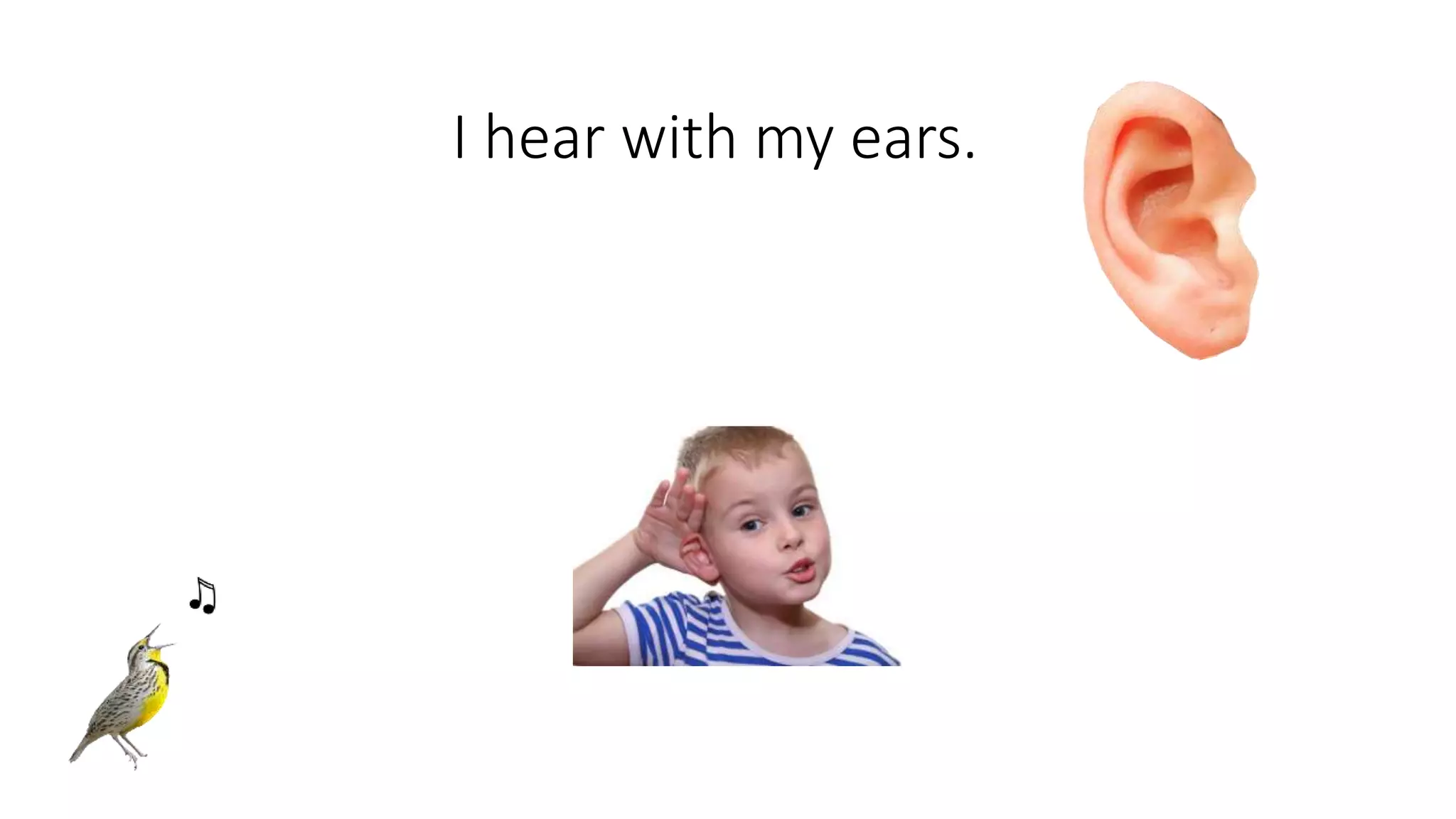 Five senses (year 1) | PPTX