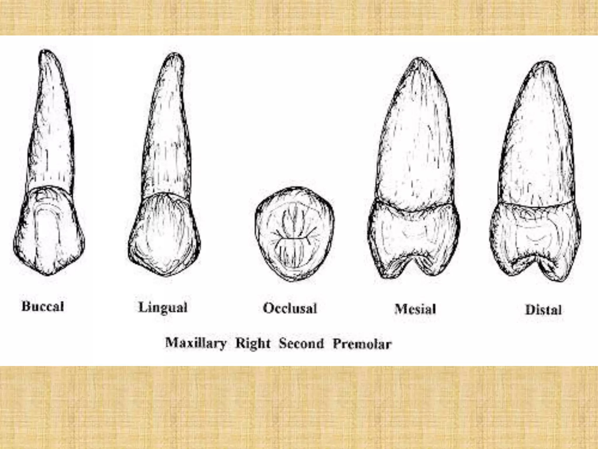 Morphology of Permanent Teeth | PPTX
