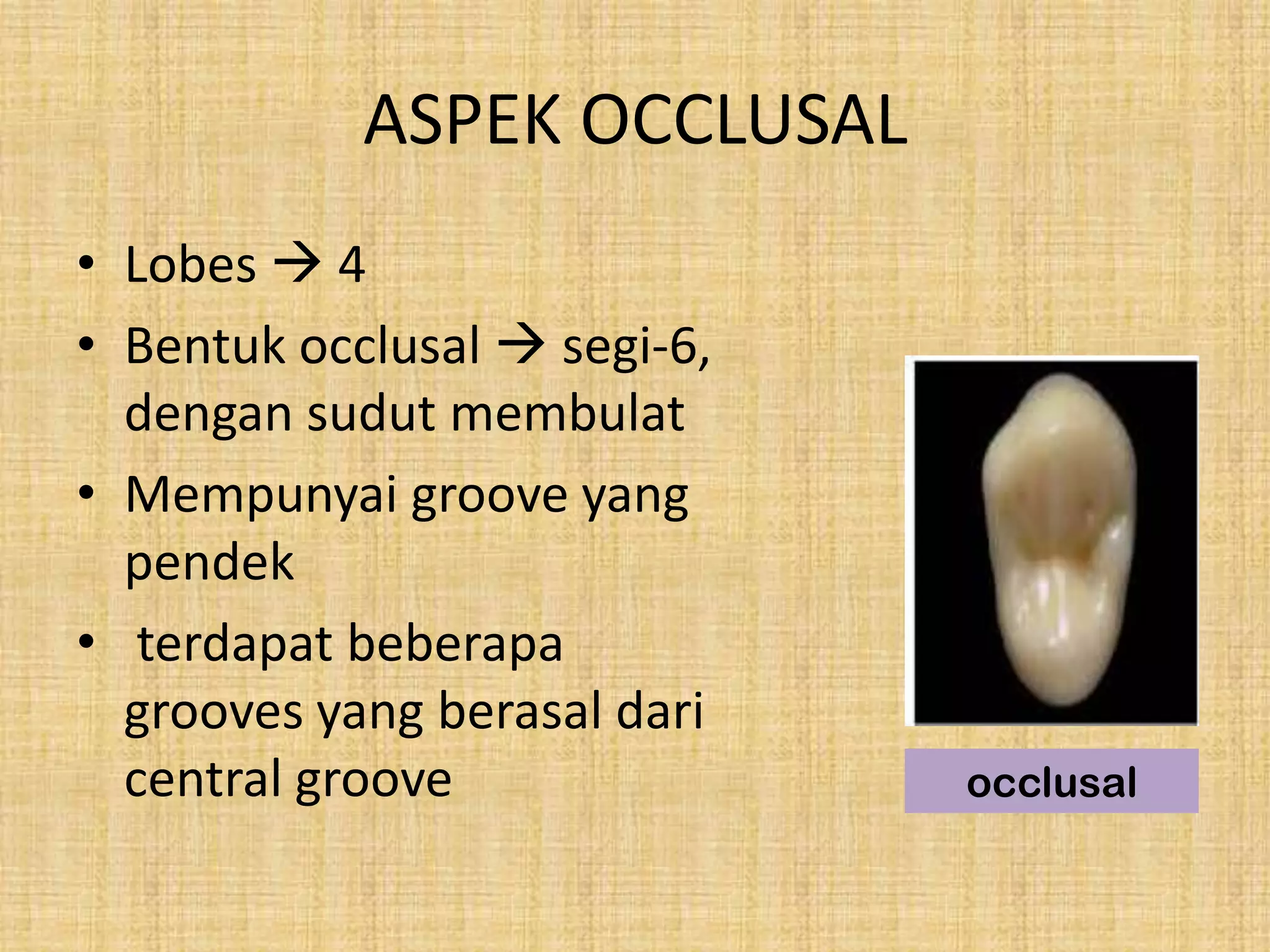 Morphology of Permanent Teeth | PPTX