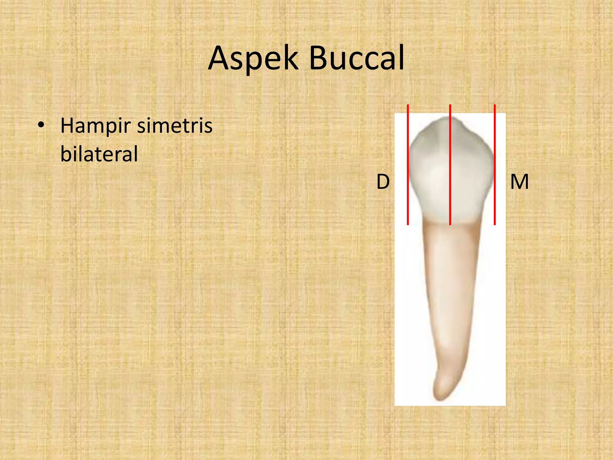 Morphology of Permanent Teeth | PPTX