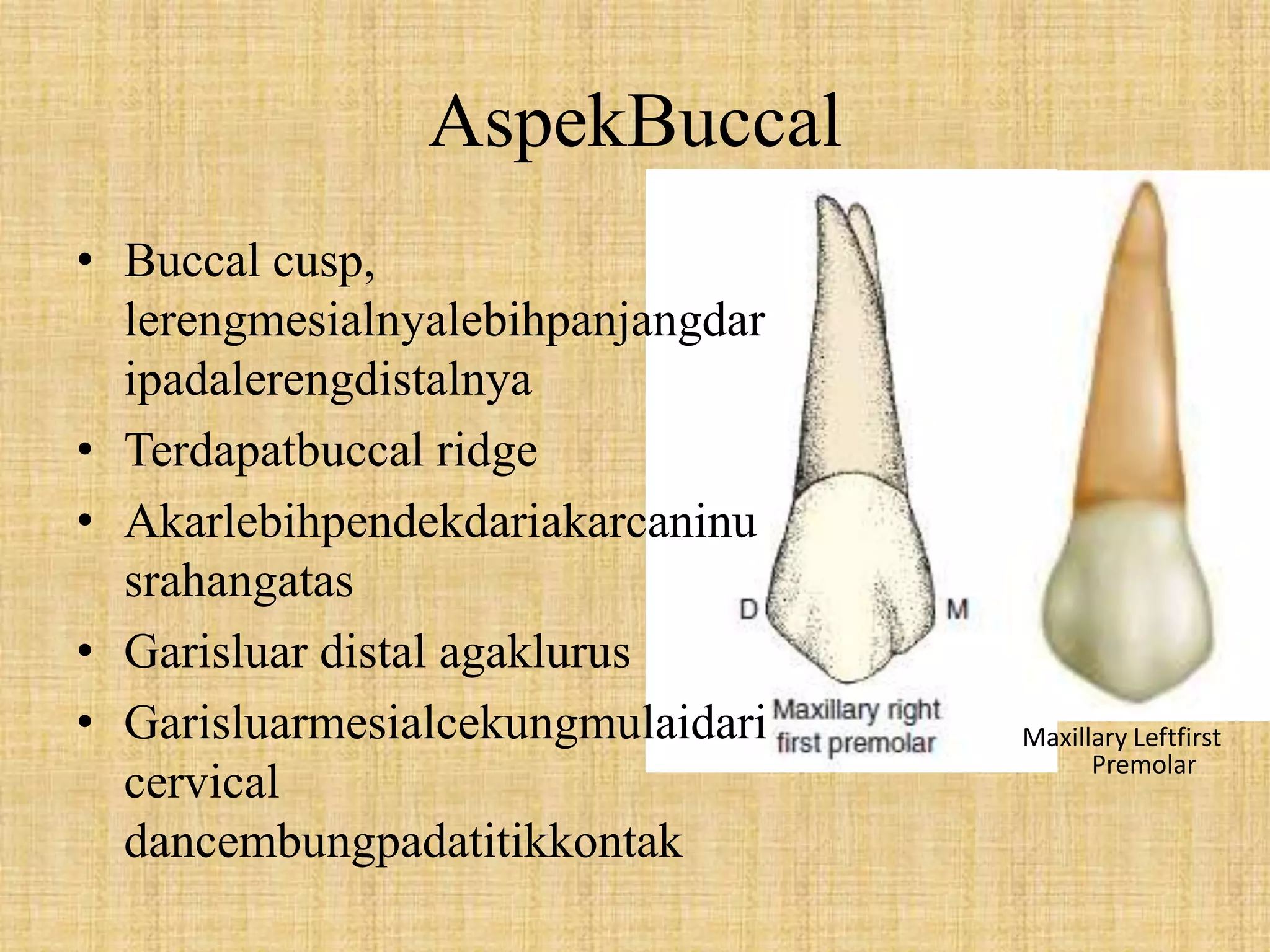 Morphology of Permanent Teeth | PPTX