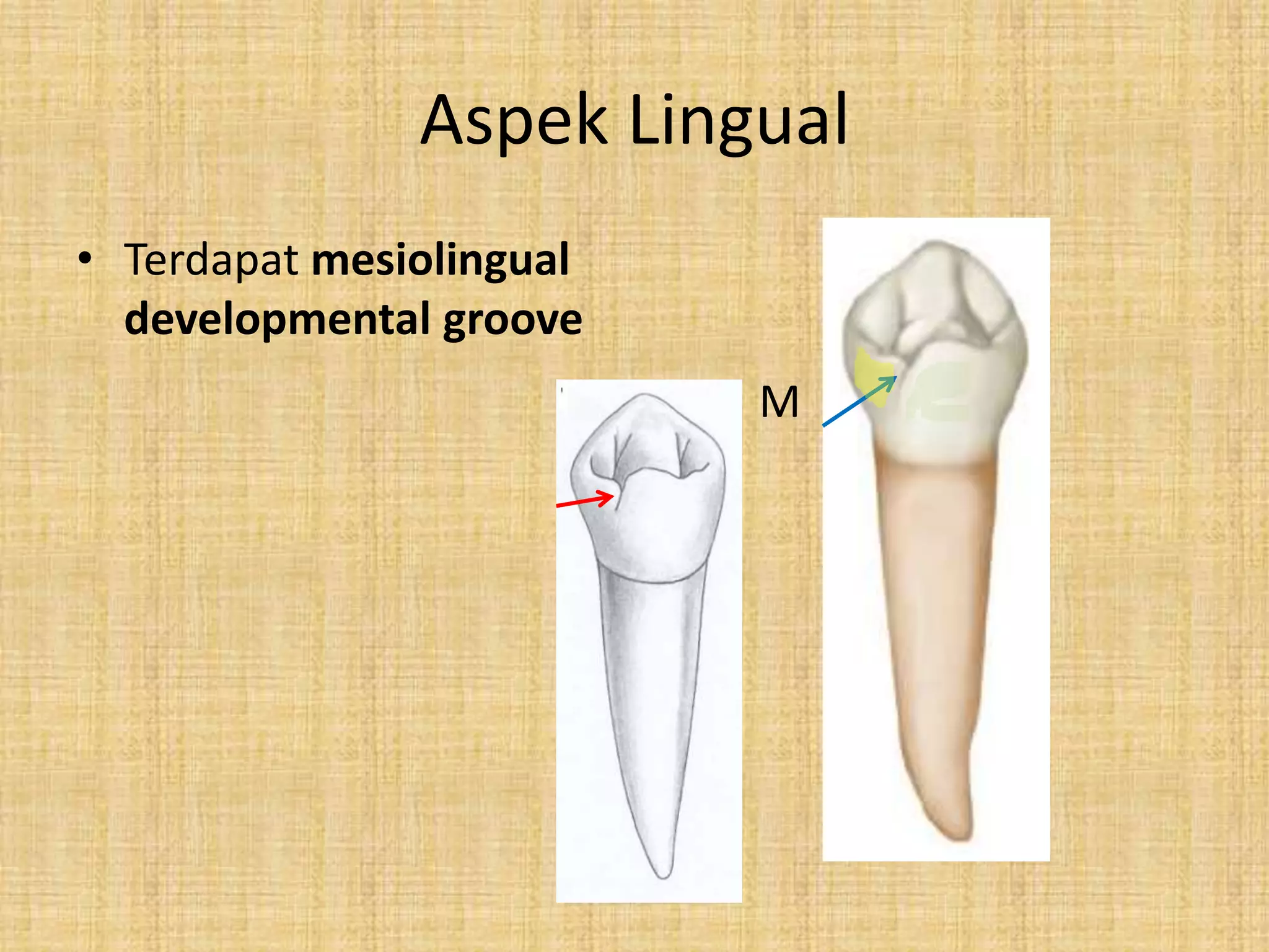 Morphology of Permanent Teeth | PPTX