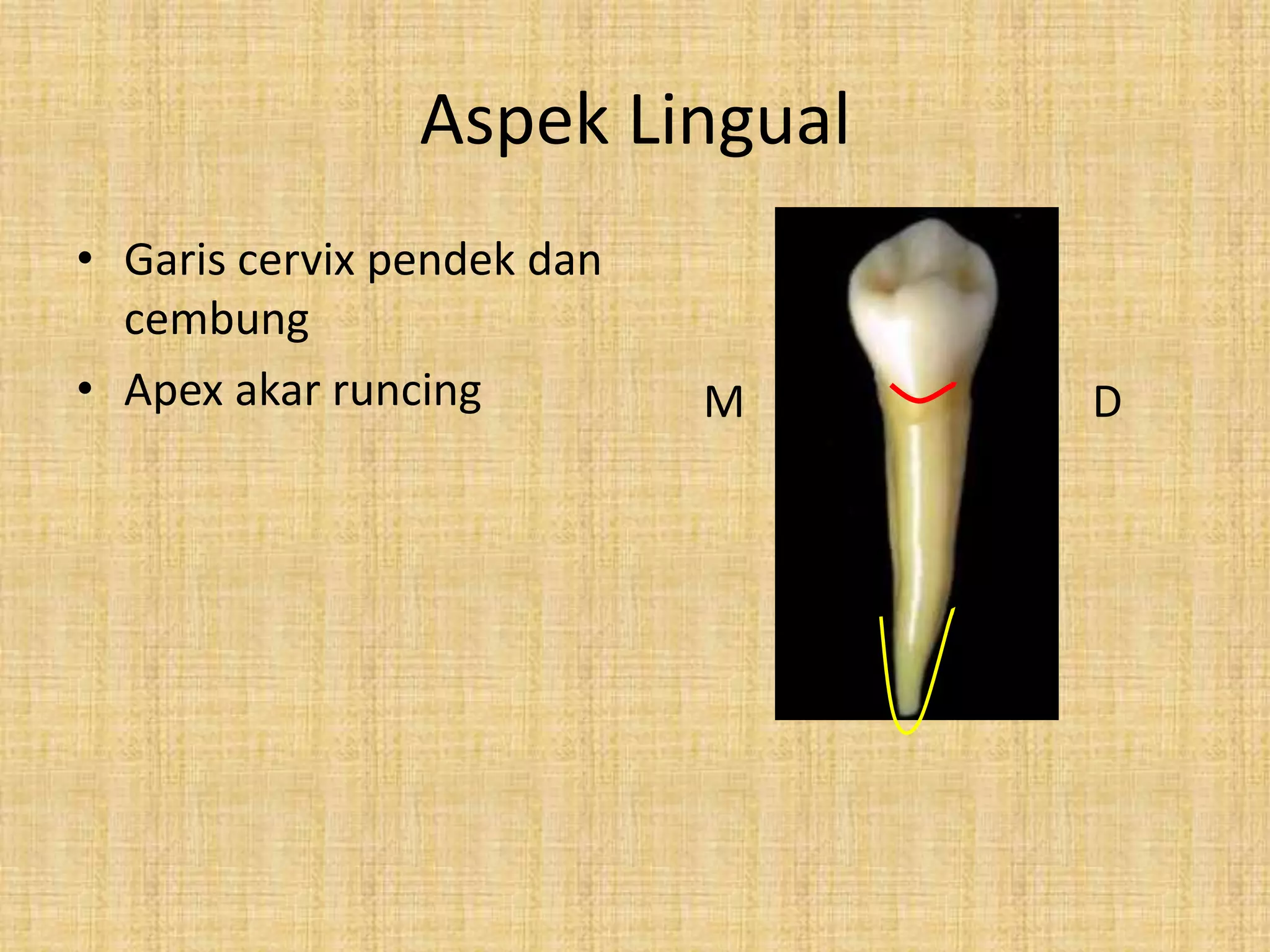 Morphology of Permanent Teeth | PPTX