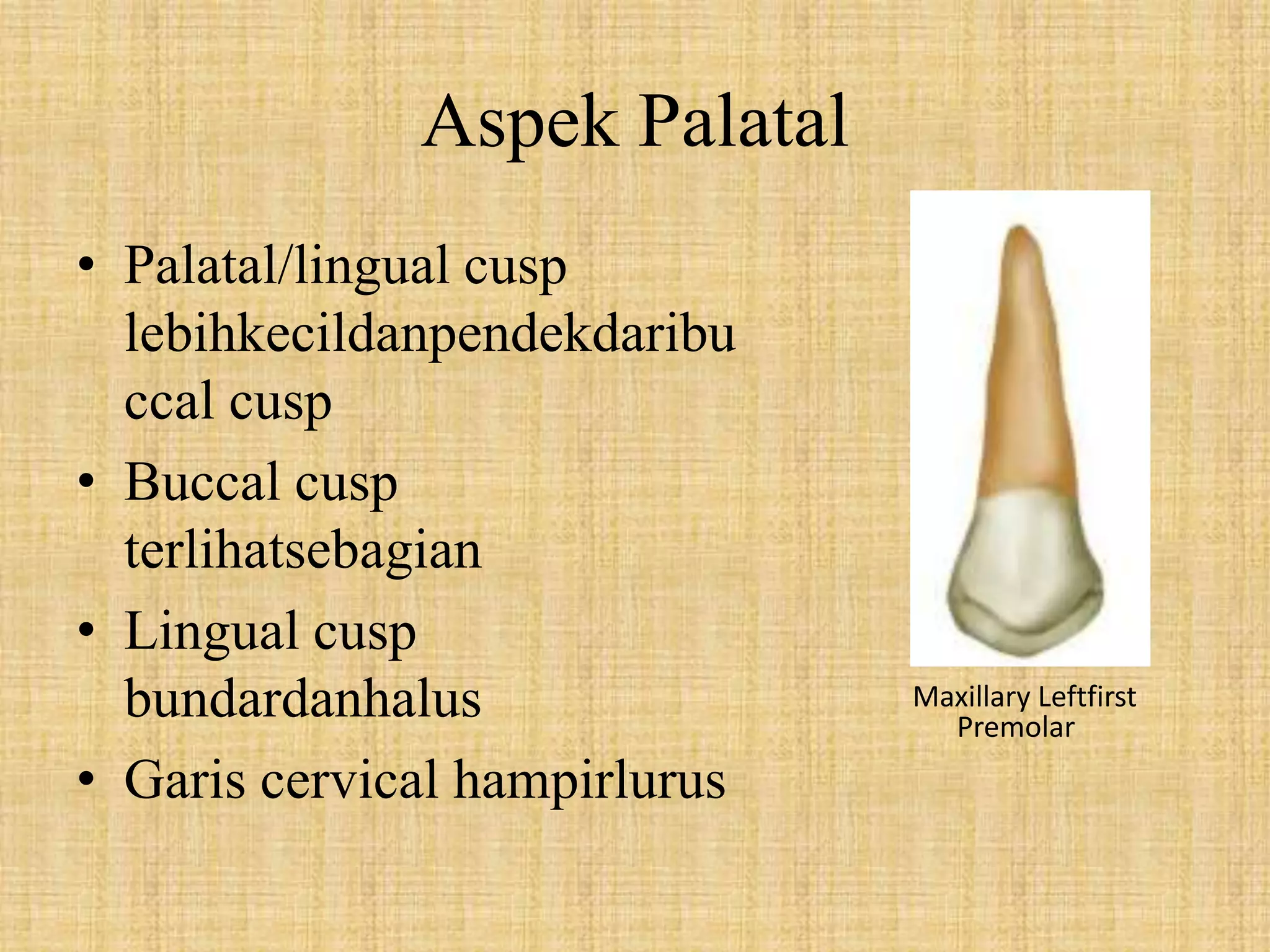 Morphology of Permanent Teeth | PPTX