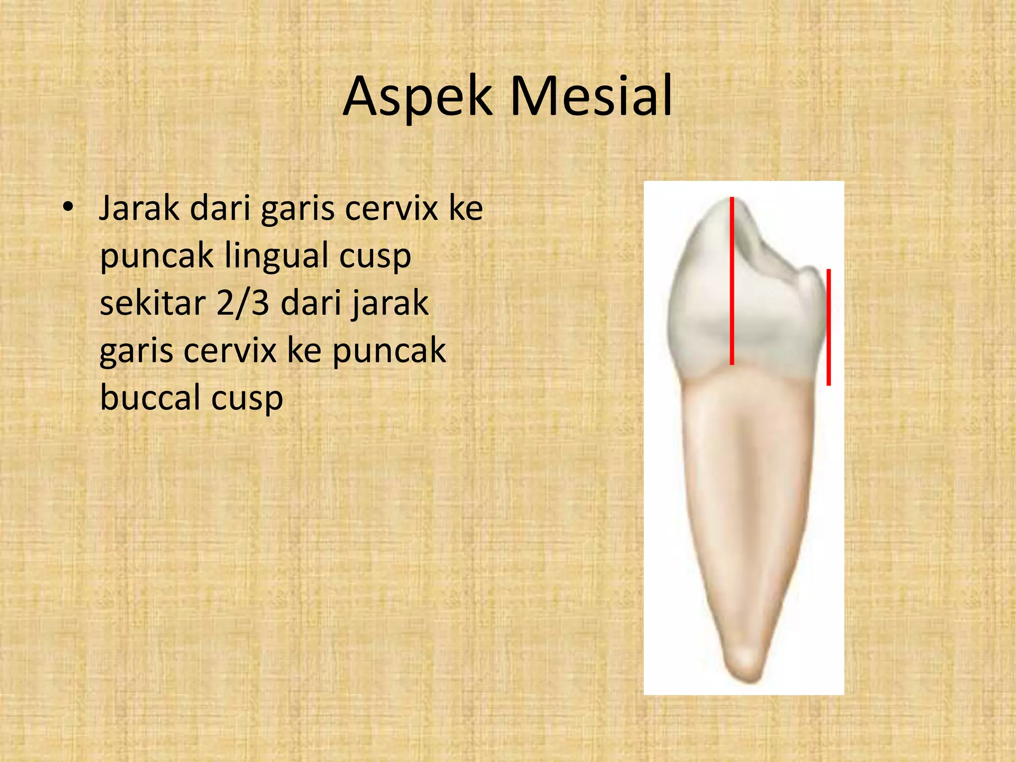 Morphology of Permanent Teeth | PPTX