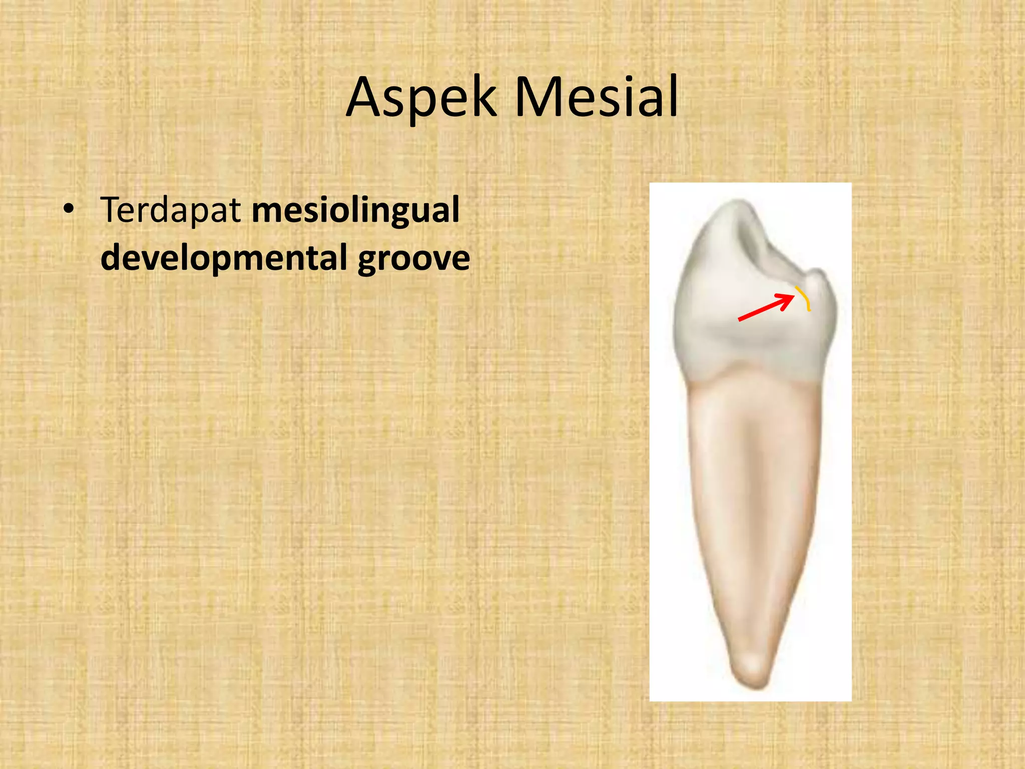 Morphology of Permanent Teeth | PPTX
