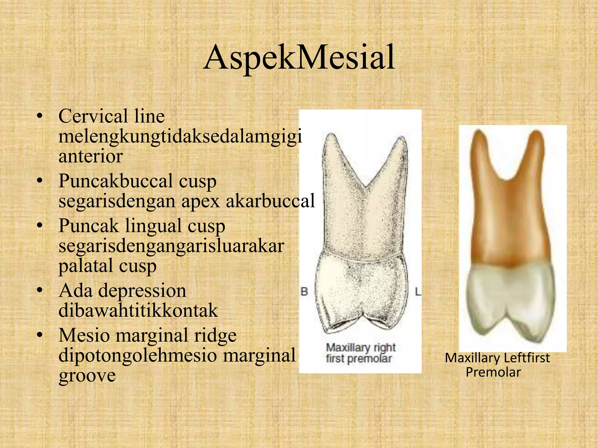 Morphology of Permanent Teeth | PPTX