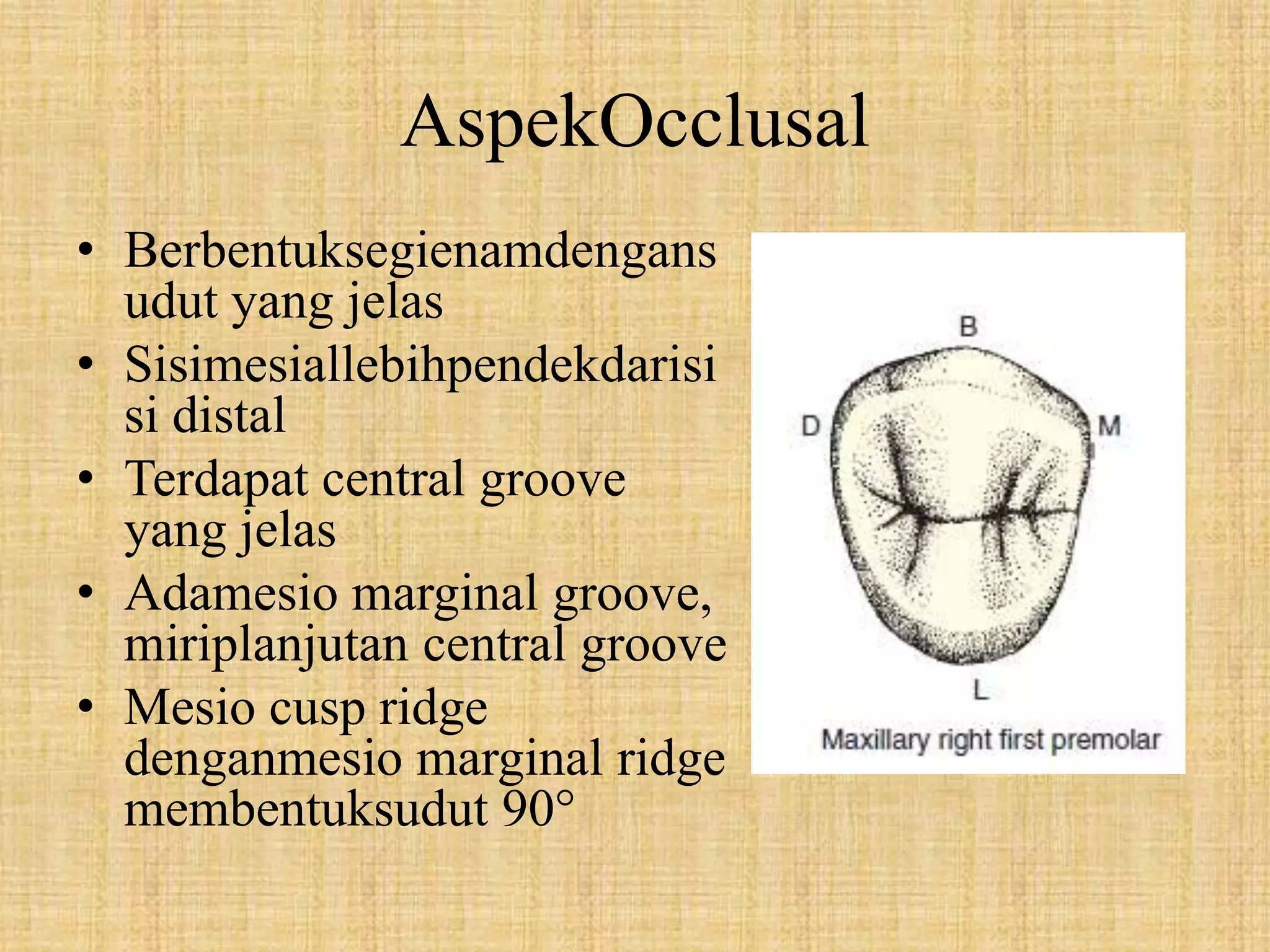 Morphology of Permanent Teeth | PPTX