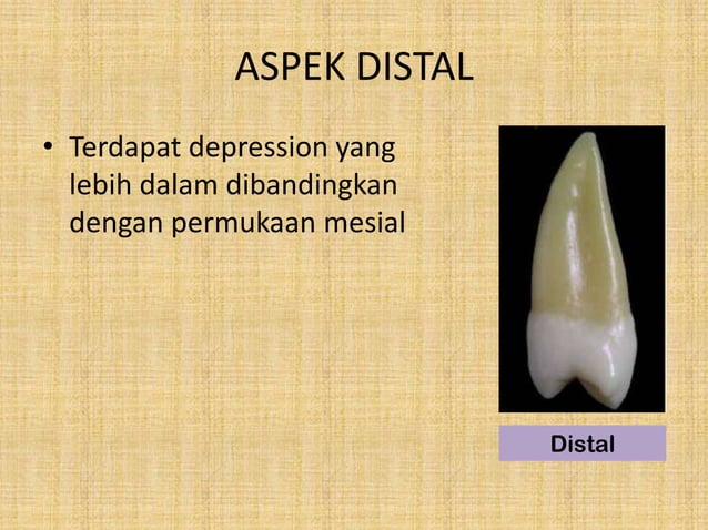Morphology of Permanent Teeth | PPTX