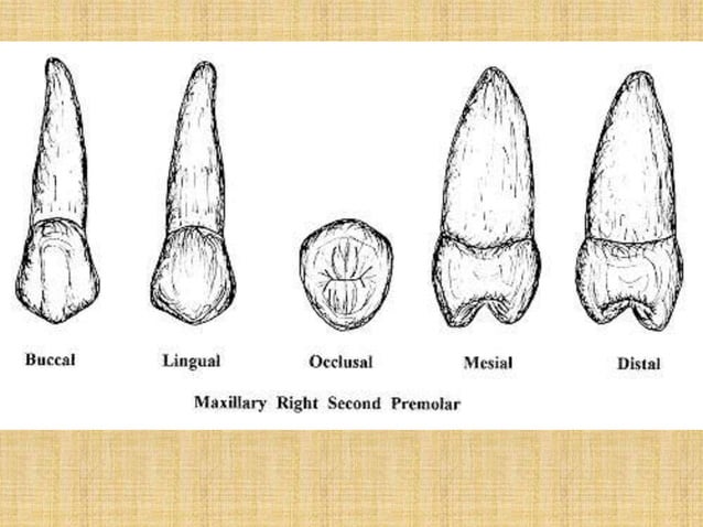 Morphology of Permanent Teeth | PPTX