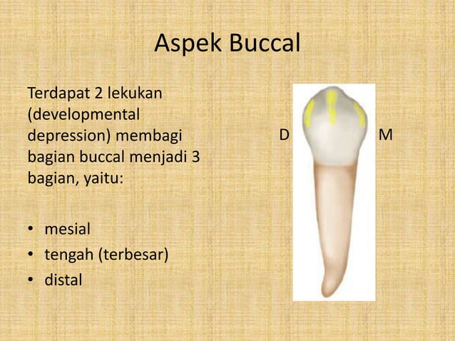Morphology of Permanent Teeth | PPTX