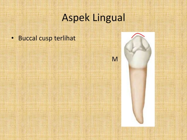 Morphology of Permanent Teeth | PPTX