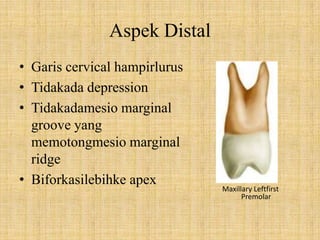 Morphology of Permanent Teeth | PPTX