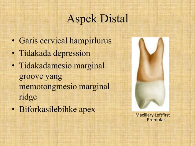 Morphology of Permanent Teeth | PPTX