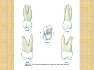 Morphology of Permanent Teeth | PPTX