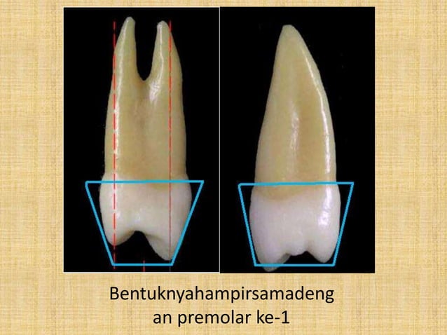 Morphology of Permanent Teeth | PPTX