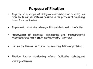 Fixation.pptx Yr 2.pdf