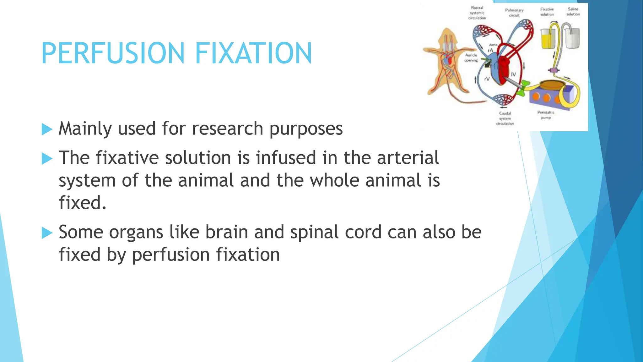 FIXATION AND PROCESSING OF TISSUE SPECIMEN.pptx