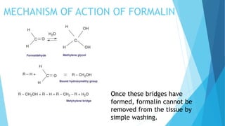 FIXATION AND PROCESSING OF TISSUE SPECIMEN.pptx