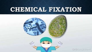 Staining Specimens and Identifying Microbes | PPT