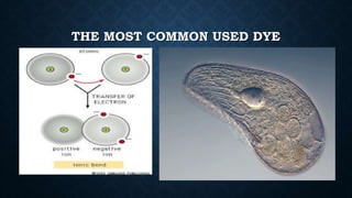 Staining Specimens and Identifying Microbes | PPT