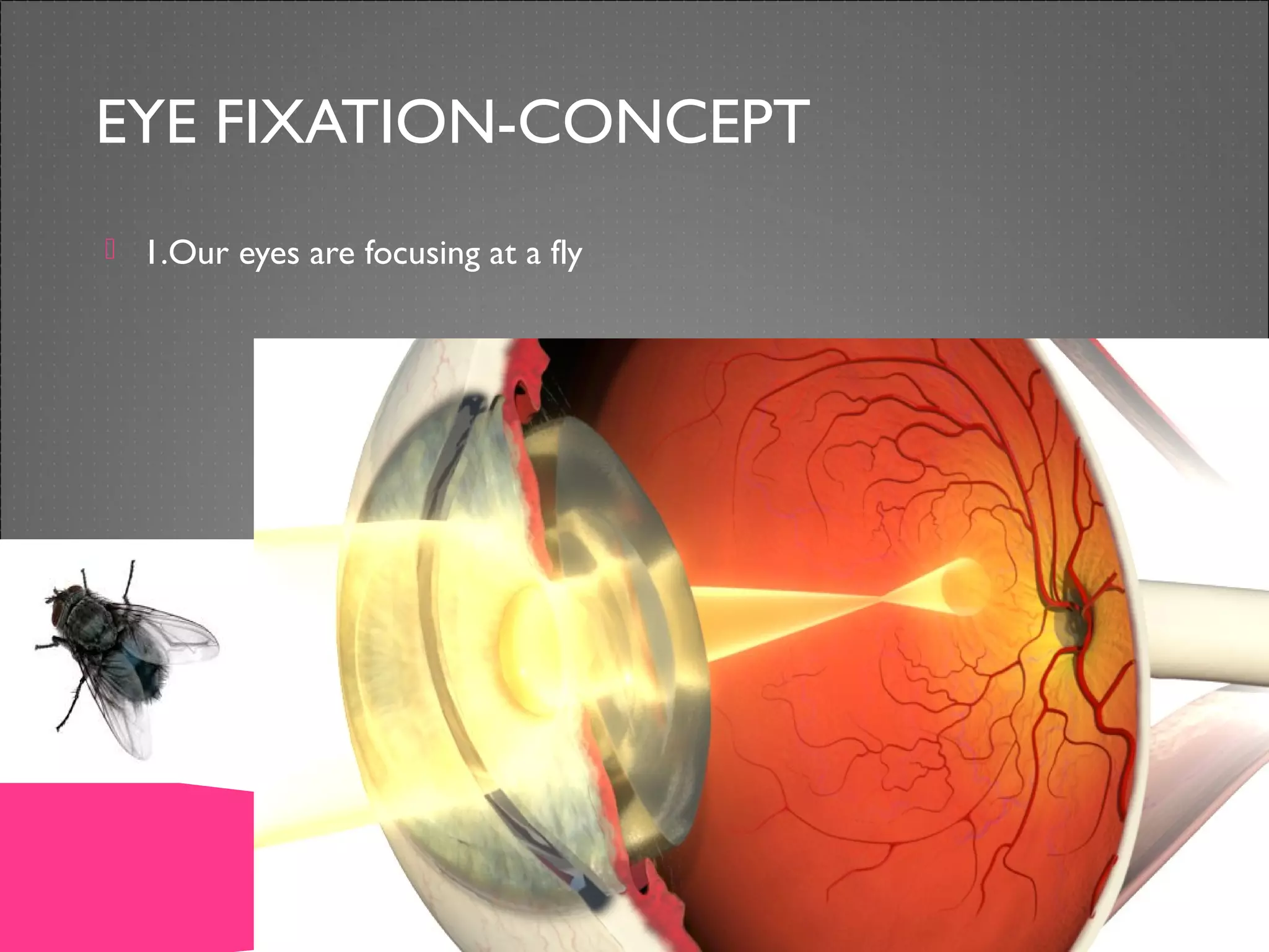 Fixation Characteristics And Abnormalities Ppt Computer Animation