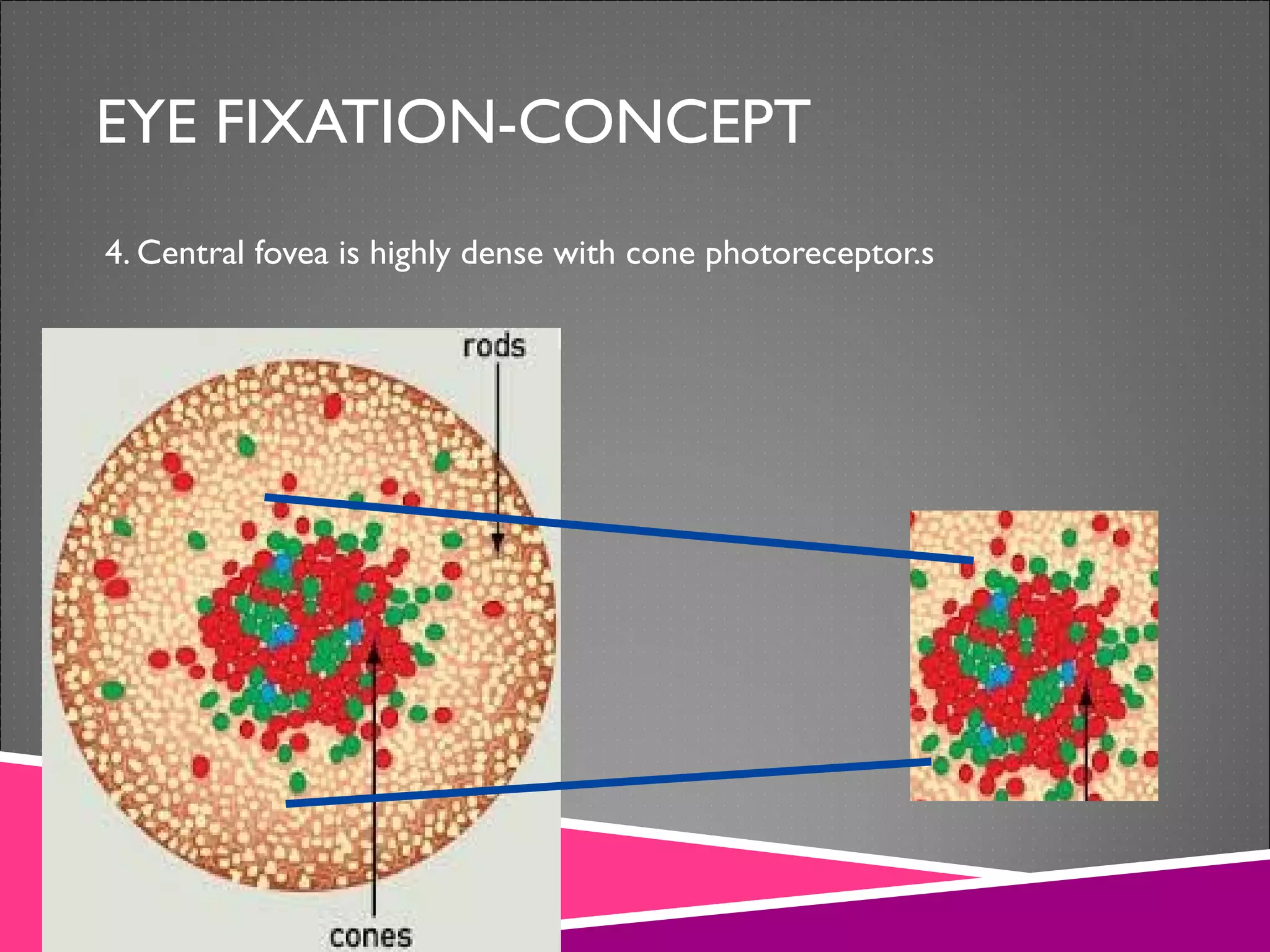 Fixation Characteristics And Abnormalities Ppt Computer Animation