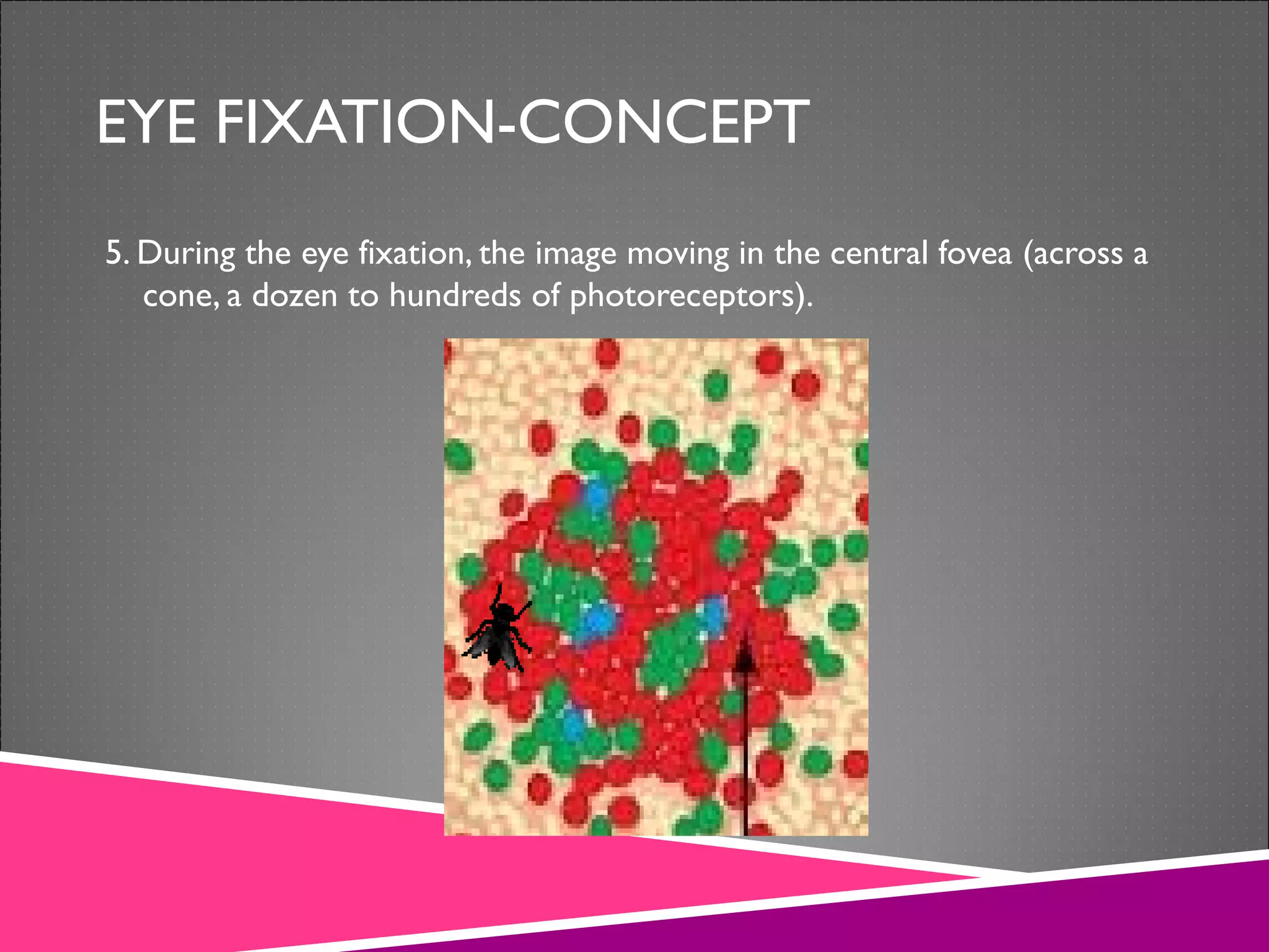 Fixation Characteristics And Abnormalities Ppt Computer Animation
