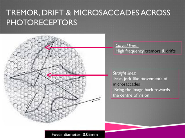 Fixation Characteristics And Abnormalities Ppt Computer Animation