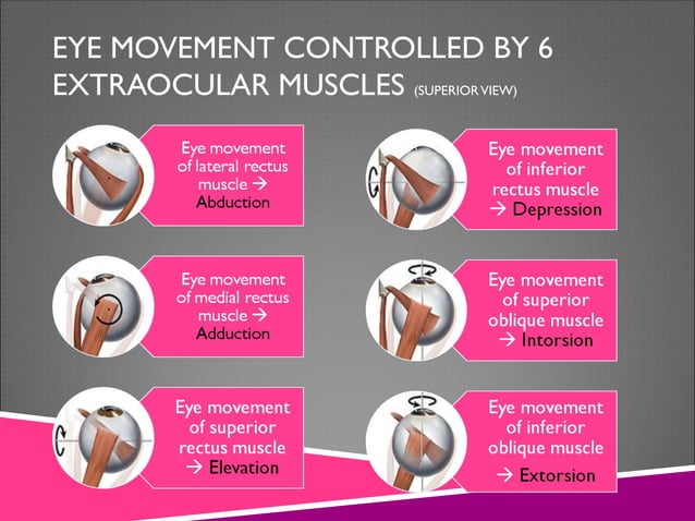 Fixation characteristics and abnormalities | PPT | Computer Animation ...