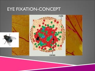 Fixation characteristics and abnormalities | PPT